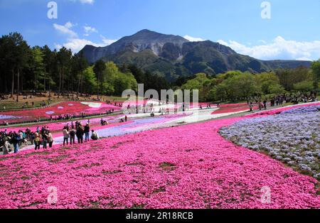 Hill of Garden pink and Mount Buko, Hitsujiyama Park Stock Photo - Alamy
