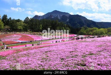 Hitsujiyama Park Shibazakura Hill Chichibu city Saitama Japan Stock ...