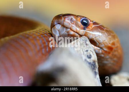 Rote Speikobra / Red spitting cobra / Naja pallida Stock Photo - Alamy