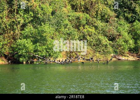 the lake in front of the at peruvannamuzhi (peruvannamoozhi) dam ...