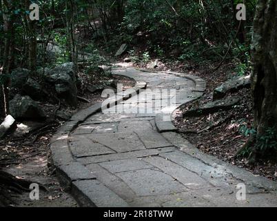 Lonely path leading into the dark forest Stock Photo - Alamy