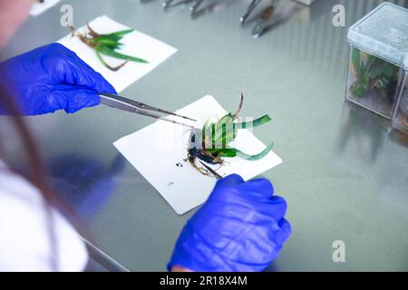 The scientist uses lab forceps and a scalpel to study a plant specimen ...