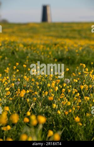 The Black Mill and Beverley Minster with Buttercups on Beverley ...