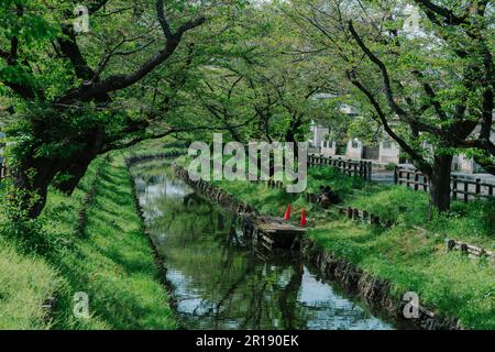 Japanese cherry blossom viewing spots at Shingashi river in Kawagoe ...