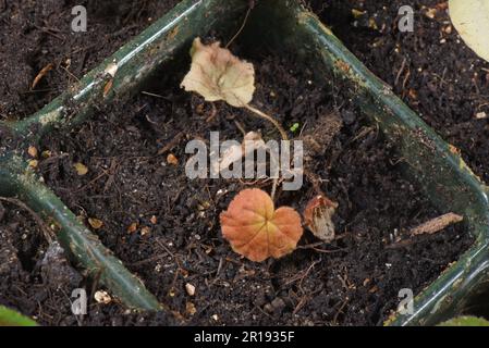 Damping off disease, caused by many possible soil-borne pathogens ...