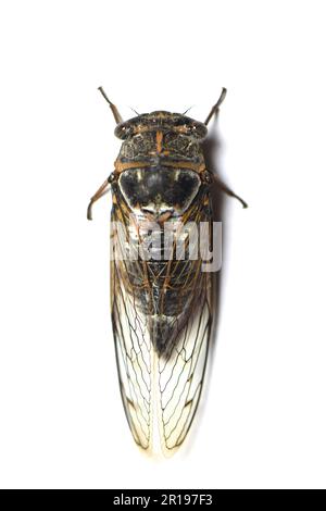 Common cicada (Lyristes plebejus) in South of France, white background ...