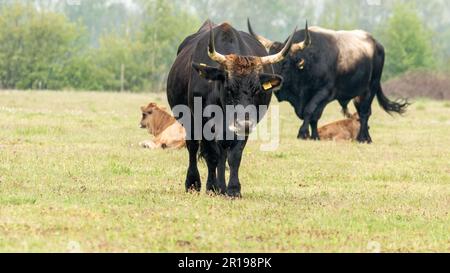 Dutch Taurus bull walks through the Maashorst nature reserve in Brabant ...