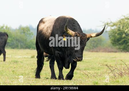Dutch Taurus bull walking in the Maashorst in Brabant, the Netherlands ...