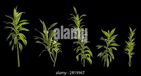 3d illustration of set dracaena reflexa plant isolated on black ...