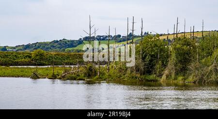 Dead trees on swampy soil in summer, landscape. Swamp Stock Photo - Alamy