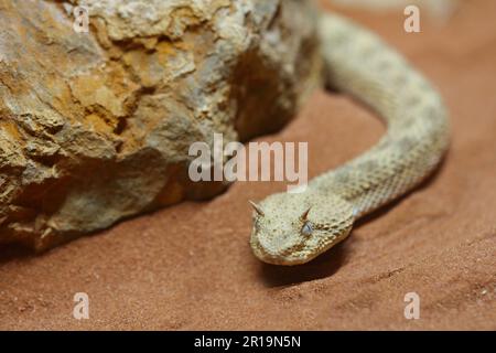 Wüsten-Hornviper / Saharan horned viper / Cerastes cerastes Stock Photo ...