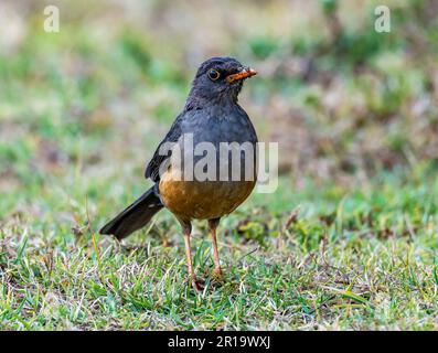 Abyssinian Thrush - Turdus abyssinicus bird in Turdidae, also known as ...