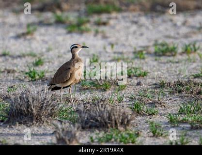 A Somali Courser (Cursorius somalensis) roaming on open plain. Kenya ...