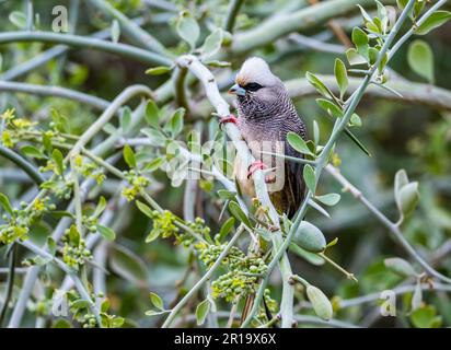White-headed mousebird Colius leucocephalus perched in a tree, Samburu ...