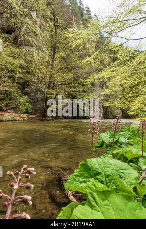 Gutenberg-Stenzengreith: gorge Raabklamm, river Raab in Steirisches ...