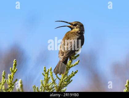 A female Red-tufted Sunbird (Nectarinia johnstoni) perched on a branch ...