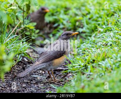 African Thrush (Turdus pelios Stock Photo - Alamy