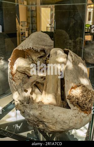 The mummy of an adolescent Inca boy offered as a sacrifice in the Andes ...