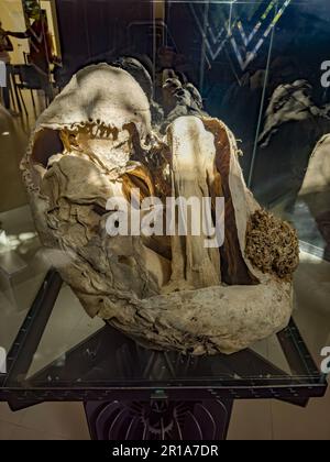 The mummy of an adolescent Inca boy offered as a sacrifice in the Andes ...
