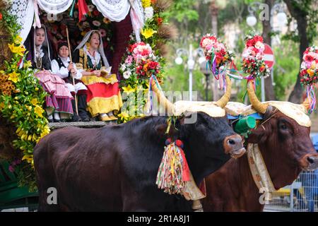 A traditional flower-covered, oxen-pulled chariot chart known as a ...
