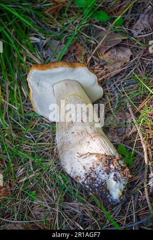 Close up view of excellent edible Boletus mushroom and fallen leaves in ...