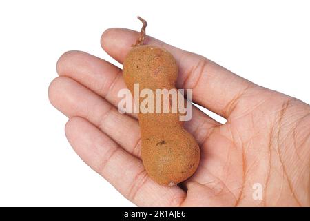 hand holding tamarind fruit on white background Stock Photo - Alamy