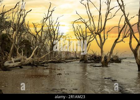 Surreal twisted dead trees at Driftwood Beach in South Carolina under a ...