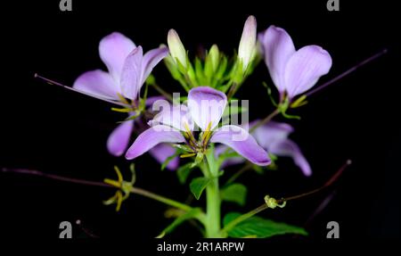 Closeup image of a Purple (Cleome) Spider flower Stock Photo - Alamy
