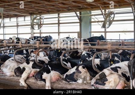 Holstein dairy cows comfortably laying down in freestalls barn Stock ...