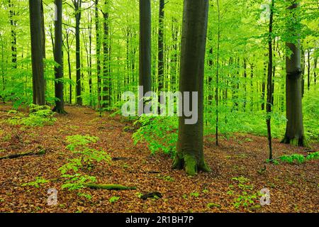 Forest with huge old beech trees Steigerwald Nature Park, Germany Stock ...