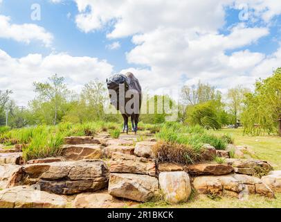 Oklahoma, APR 18 2023 - Bison sculpture of the Sam Noble Oklahoma ...