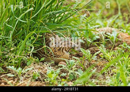 European Quail, European Quail, Chicken Birds, Animals, Birds, Quails ...