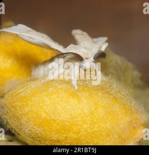 Silk Moth, Bombyx mori, Adult Stock Photo - Alamy