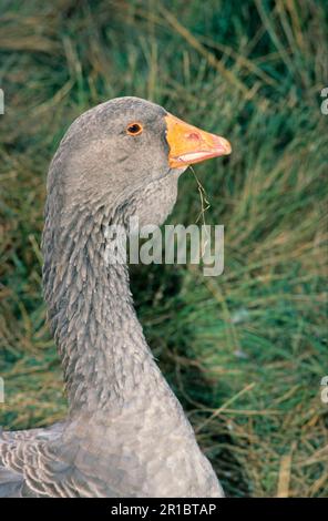 A close-up shot of a Domestic goose with orange beak on a blurred ...