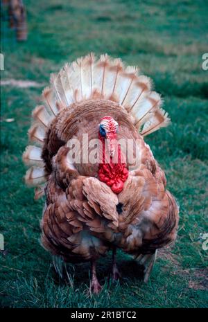 Male domestic common turkey (Meleagris gallopavo) with fluffed up ...