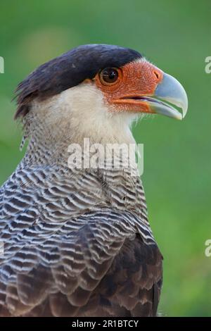 Close-up of southern Caracara bird Stock Photo - Alamy
