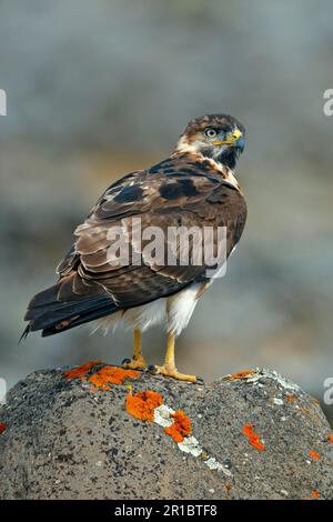 Augur Buzzard (Buteo augur) immature standing on rock Bale Mountains NP ...