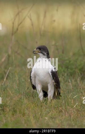 Auger Buzzard (Buteo augur), Adult, Ngoronogoro Crater, Tanzania Stock ...