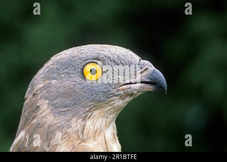Adult European Honey Buzzard (Pernis apivorus) flying, migrating in ...