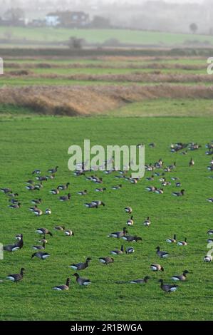 Brant goose (Branta bernicla) dark-bellied form, flock in flight, South ...