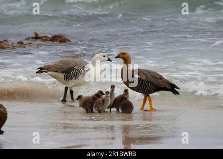 Upland Goose (Chloephaga picta), family group, falkland islands Stock ...