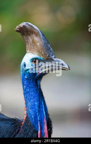 Adult double-wattled cassowary (Casuarius casuarius), close-up of head and neck, Cassowary House ...