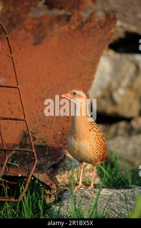 Meadow Rail, Corncrake, Meadow Rails, corn crakes (Crex crex), Rails ...