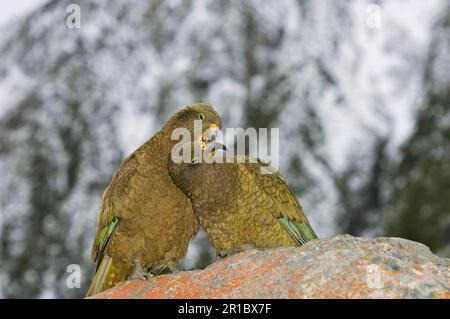 Kea (Nestor notabilis) adult pair, Preening, Arthurs Pass, Southern ...