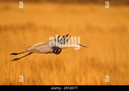 Sandhill crane in flight Stock Photo - Alamy