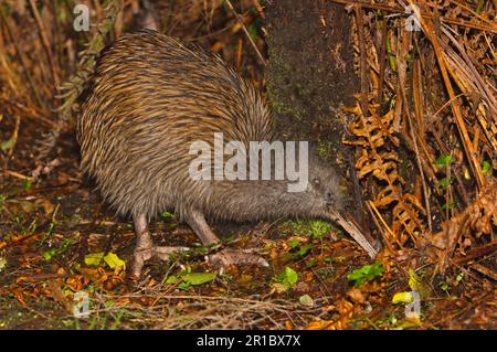 Kiwi, Kiwis, Southern Striped Kiwi, Southern Striped Kiwis, Ratites ...