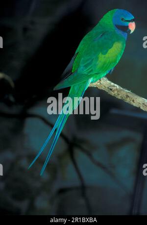 Derbyan Parakeet / Lord Derby's Parakeet (psittacula derbiana Stock ...