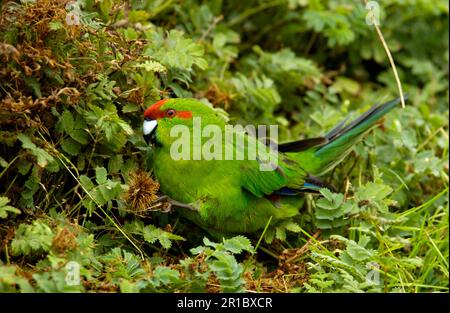 Goat parakeet, red crowned parakeets (Cyanoramphus novaezelandiae ...