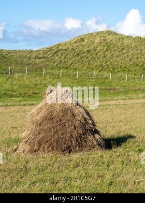 Traditional Bere Barley Stacks (Toitean) at Harvest Time on the Island ...