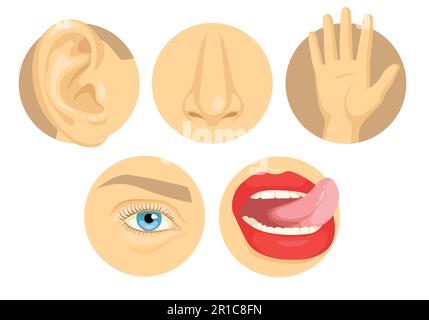 Cartoon human sensory organs. Anatomy human senses, skin touch, hearing ...